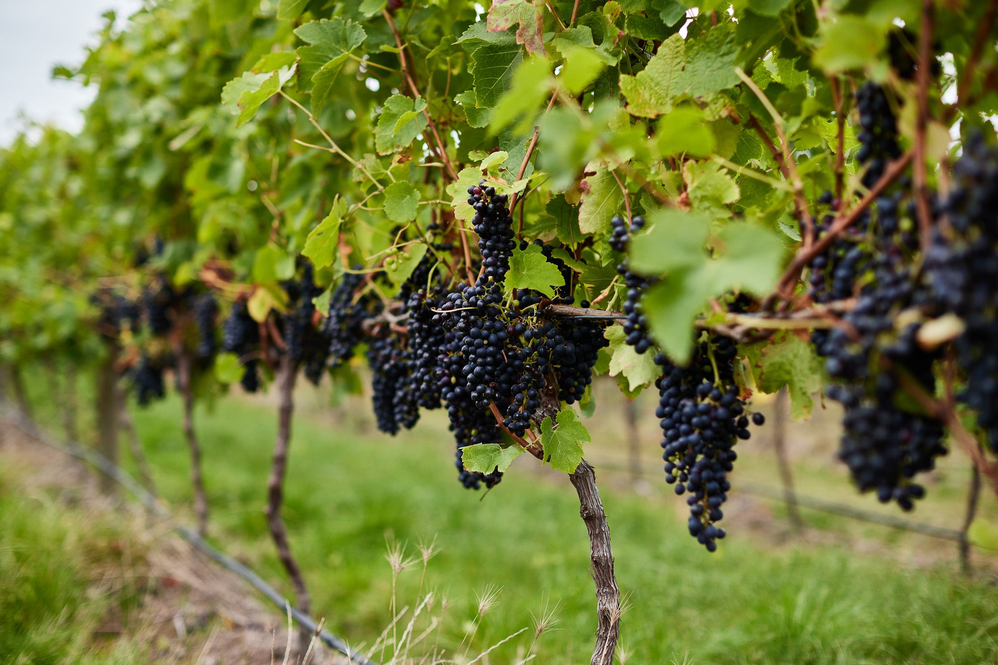 Fogarty Hall | A family of fine wine – Fogarty Hall Wine